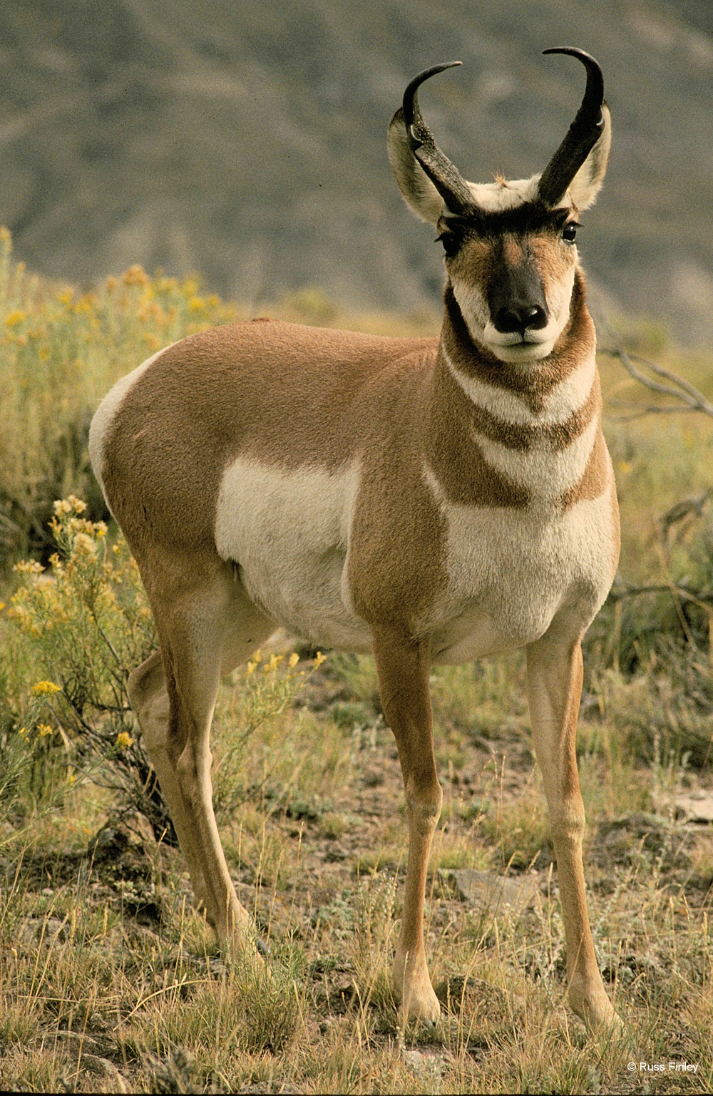 Pronghorn - Yellowstone National Park